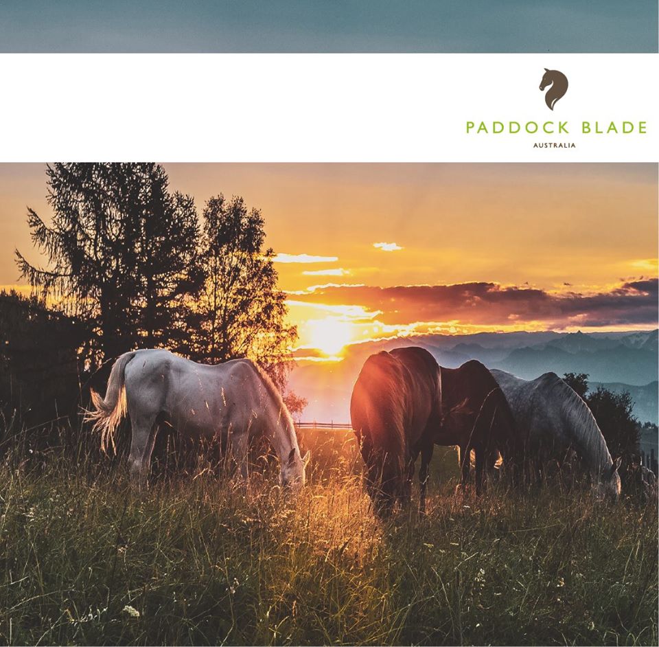 What Causes Horse Colic? - And How To Manage It – Paddock Blade Australia