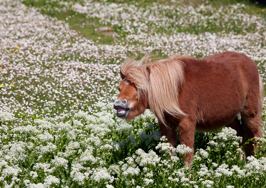 Recognising and Dealing with Common Horse Allergies this Spring ...