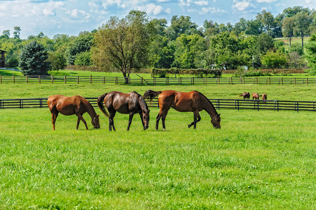 Best Healthy Pastures for Horses in Australia – Paddock Blade Australia